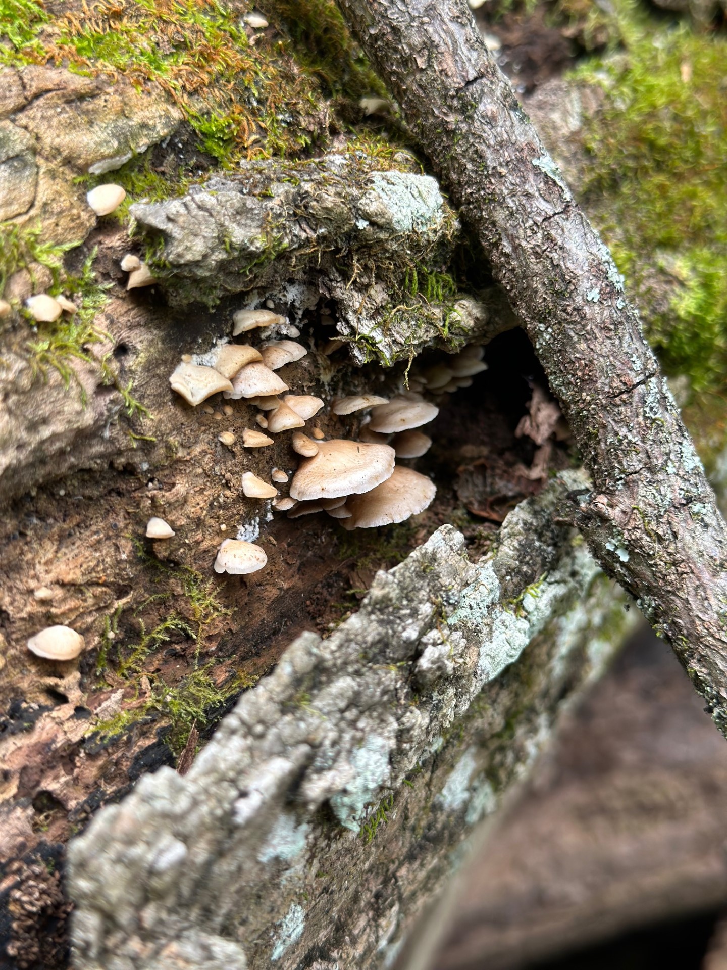 Page Layout Challenge