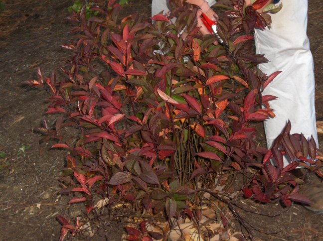 Woody Plants