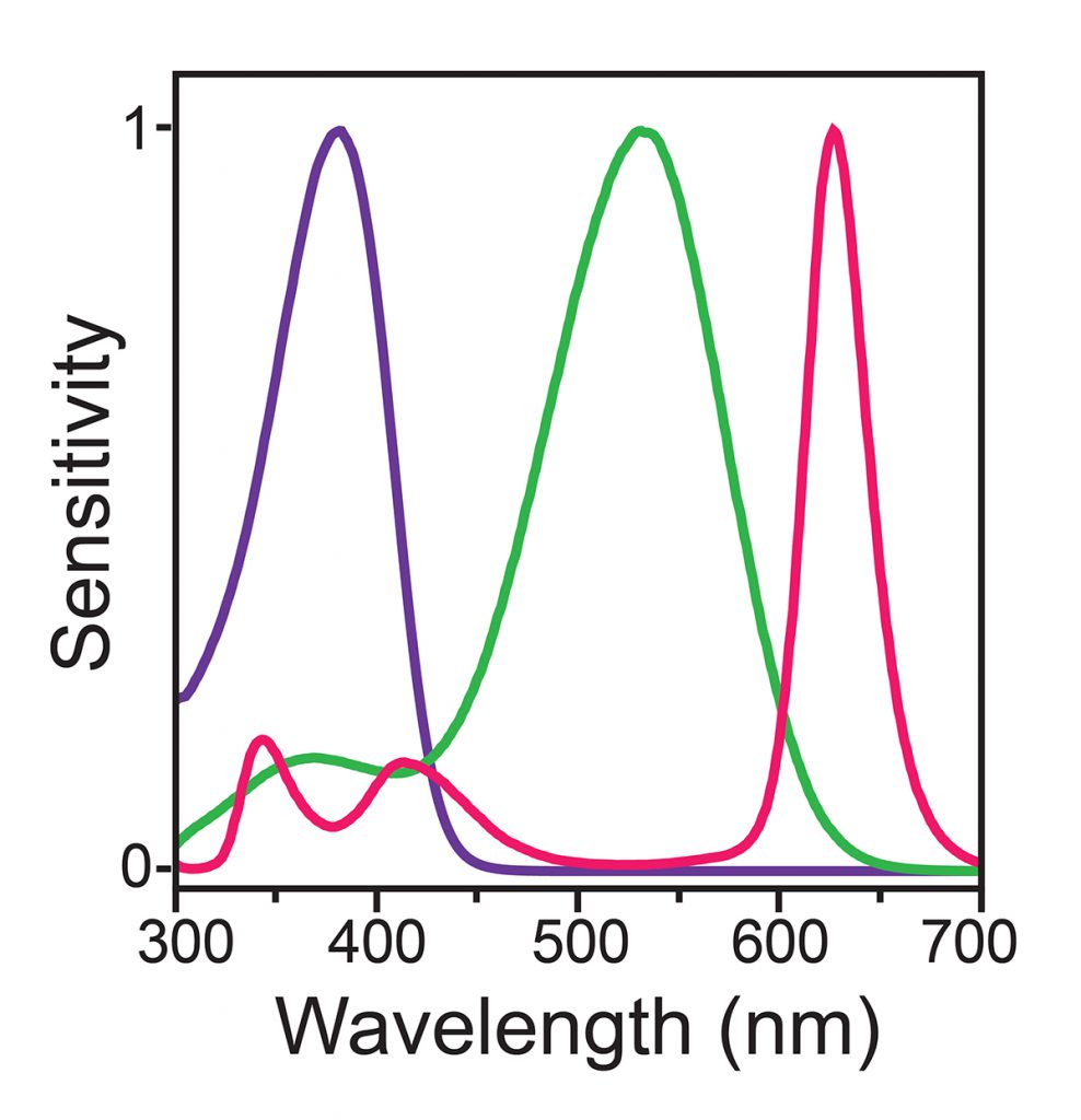 Physical Basis of Jumping Spider Color Vision – Morehouse Lab ...