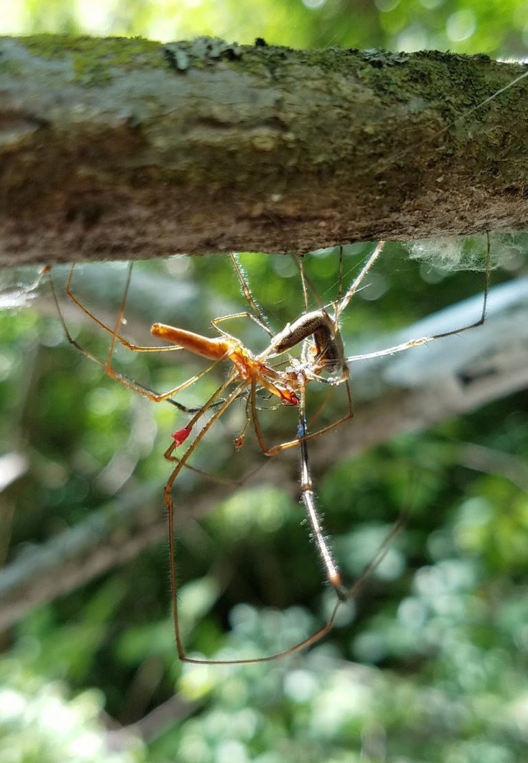 Alexis Dodson | MS Student – Morehouse Lab, University of Cincinnati